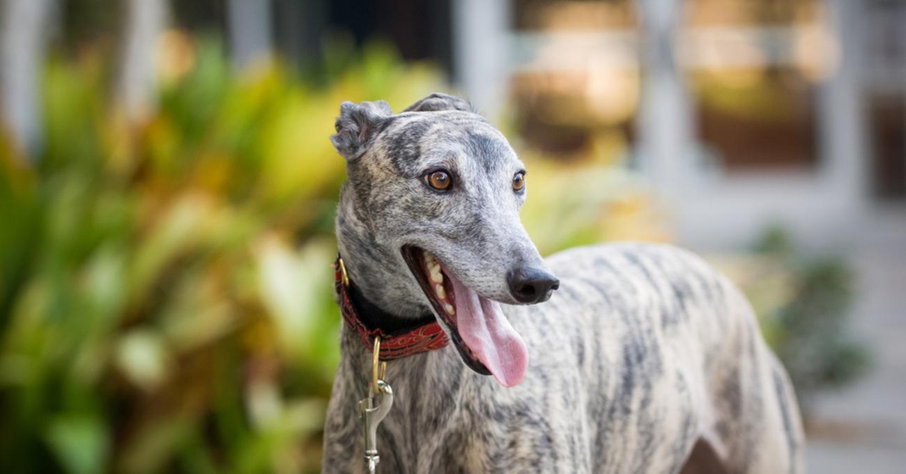 How To Adopt Retired Greyhound | Everything Labradors