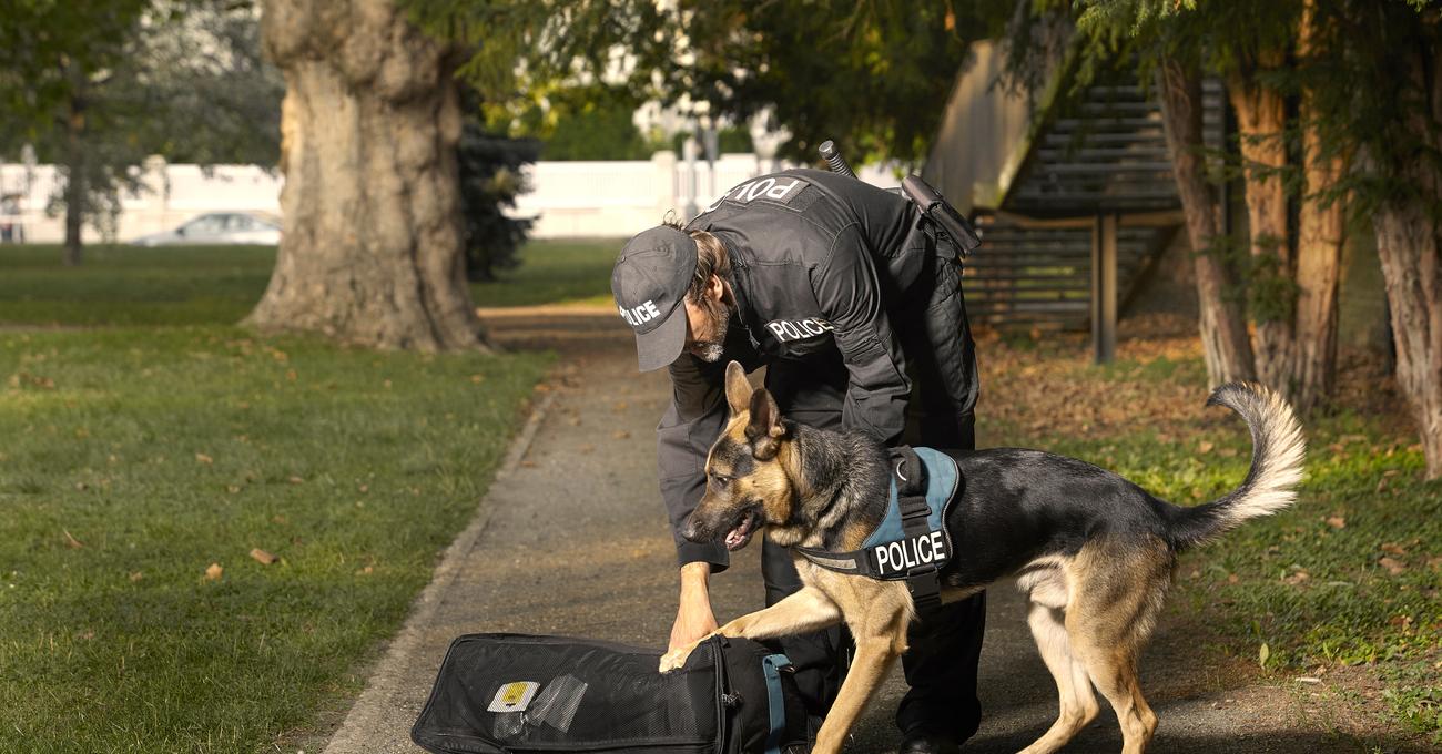 How To Adopt Retired Police Dogs