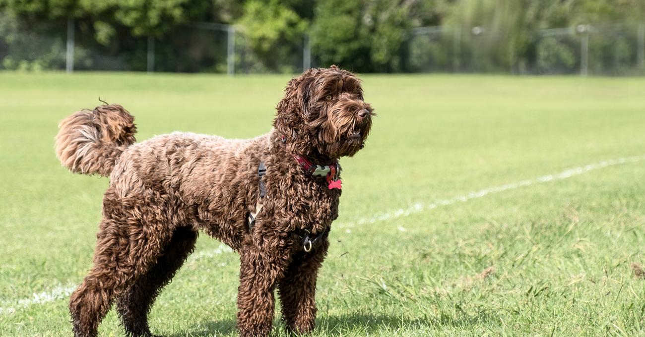 What Is An F1 Labradoodle? Everything You Need To Know | Everything ...