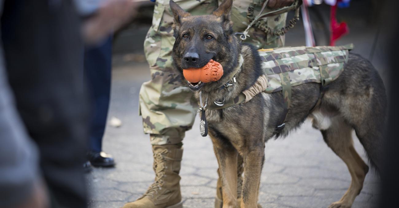 Why Are Military Dogs Retired?