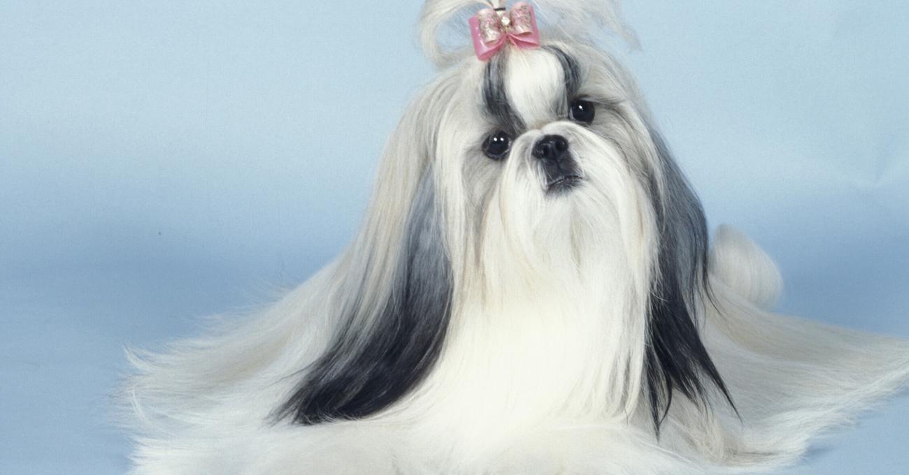 What Is An Imperial Shih Tzu? (Breed Guide) | Everything Labradors