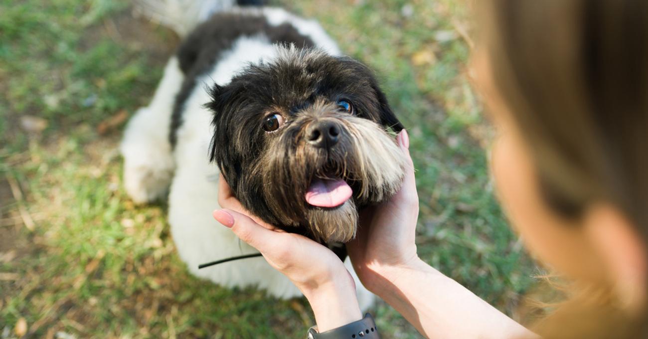 When is a Shih Tzu Full Grown? | Everything Labradors