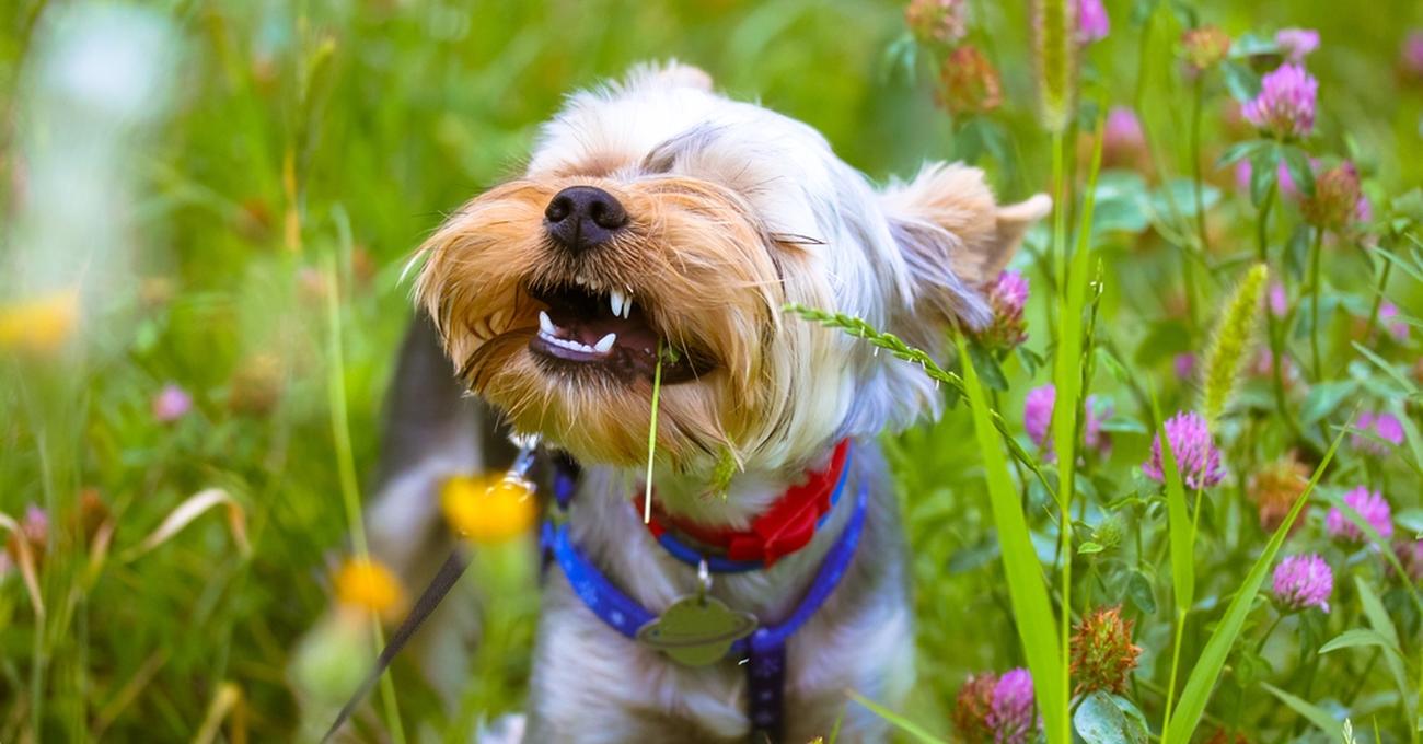 Why Do Dogs Grind Their Teeth?
