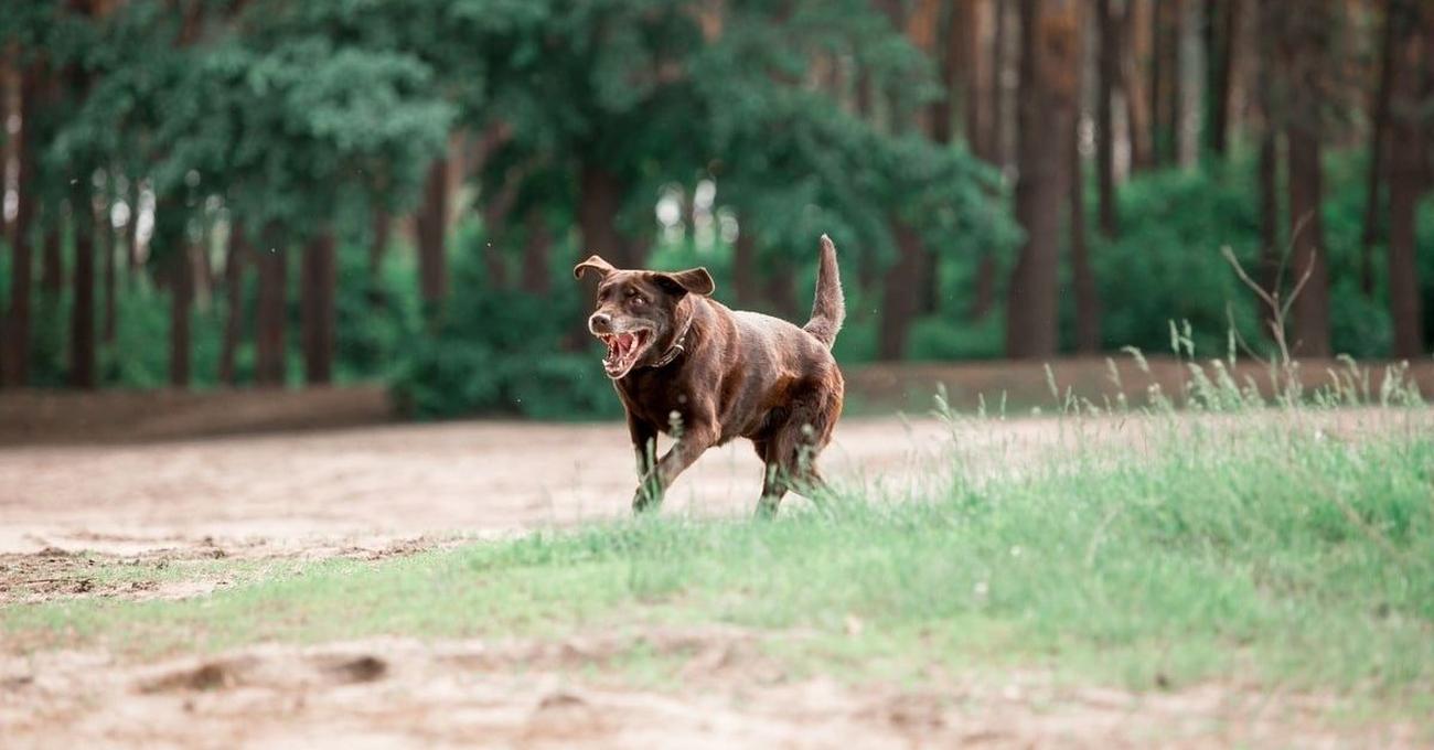 Why Does Your Labrador Have a Curly Tail?
