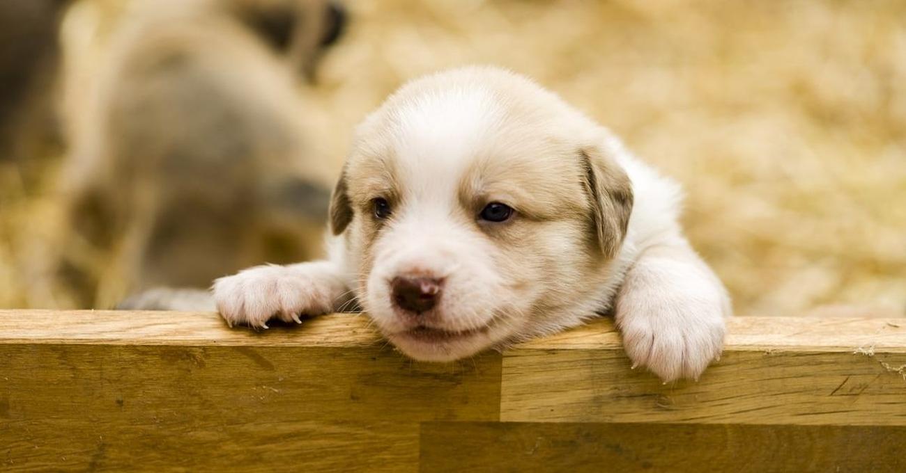 Labrador Size and Weight Information: Is Your Lab Puppy Too Small?