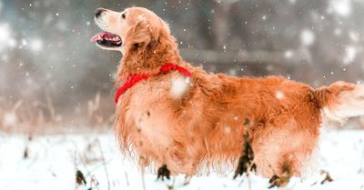 What Are The Signs Of Digestive Problems In Labrador Dogs?