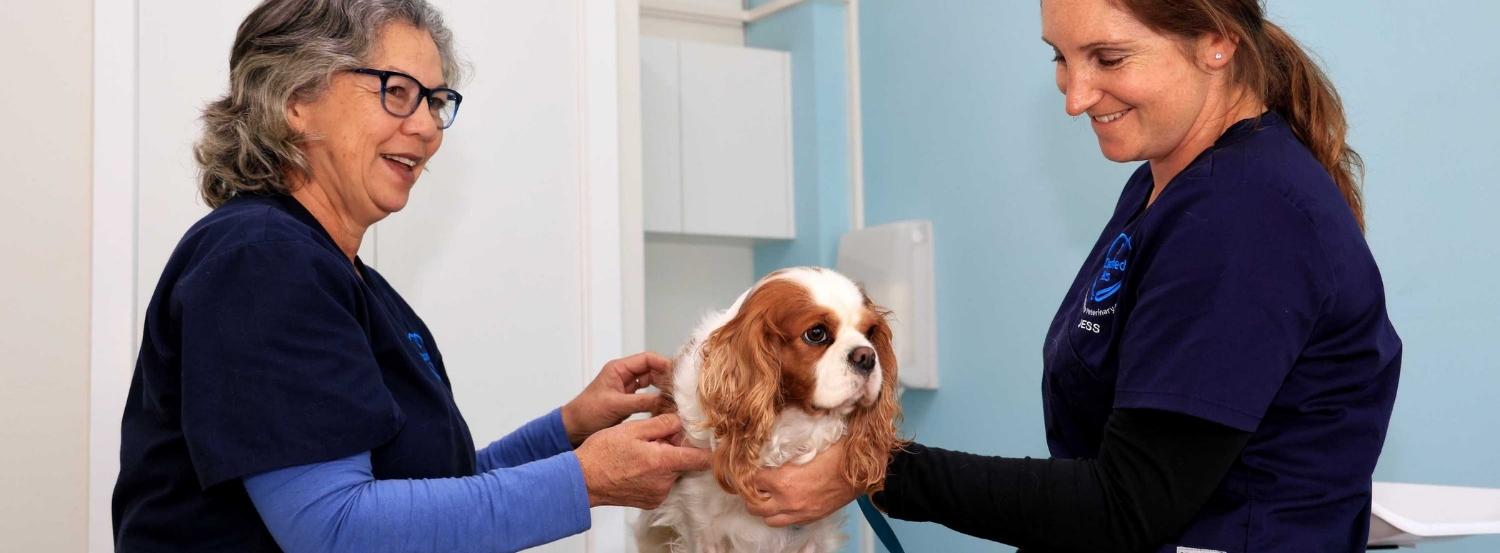 Exploring the human/animal bond with a social-hearted vet