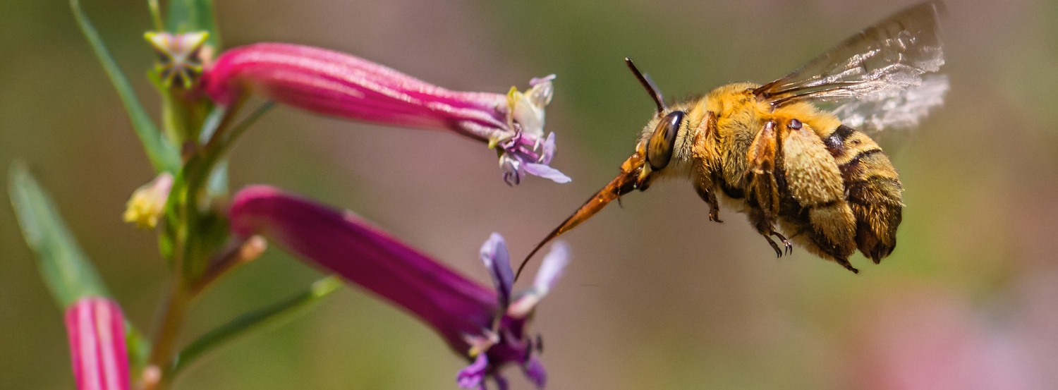 How to keep our native bees thriving and surviving
