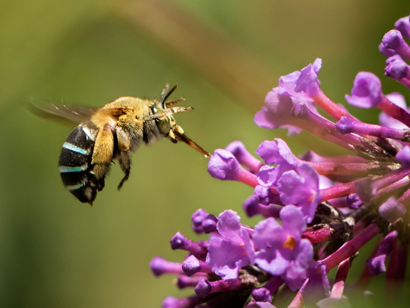 How to keep our native bees thriving and surviving