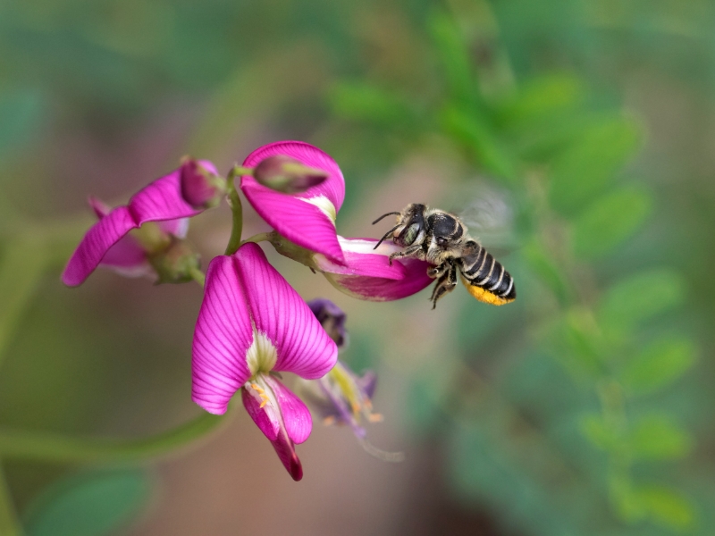 How to keep our native bees thriving and surviving