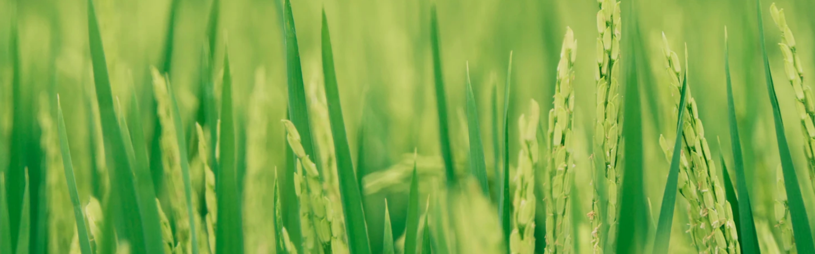 Tonghua Rice | High Quality Rice. High Quality Life.