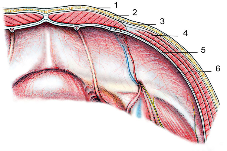 VISCERA – Organe – Bauchdecke
