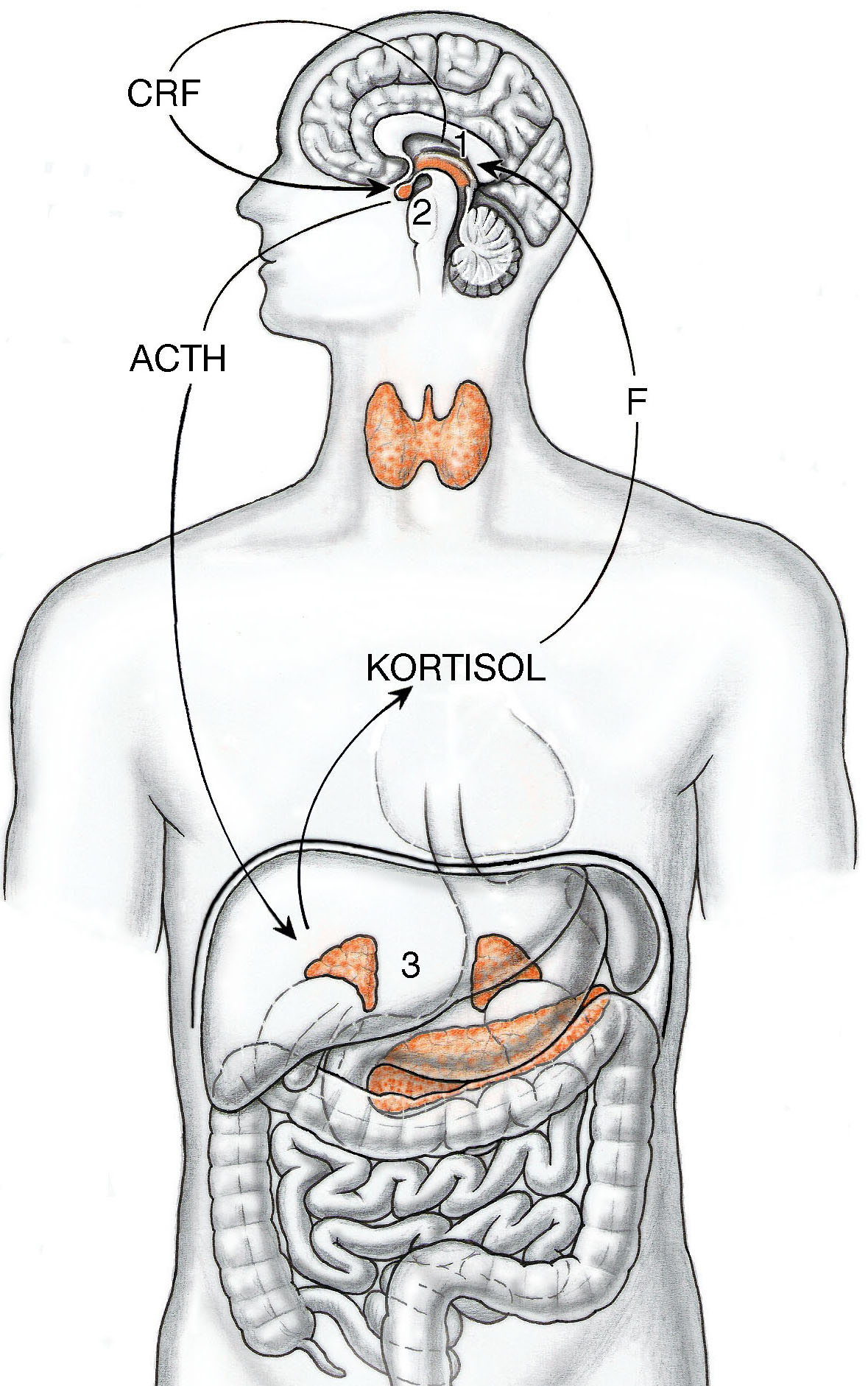 VISCERA – Organe – Endokrines System und Hormone