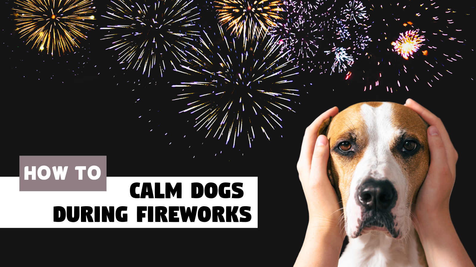How To Calm Dogs During Fireworks - Playful Paws