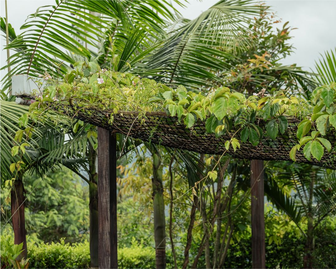 Mallas para pérgolas