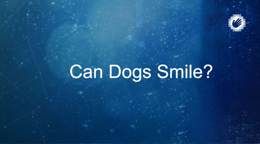 Can Dogs Smile? | Blog - hCaptcha