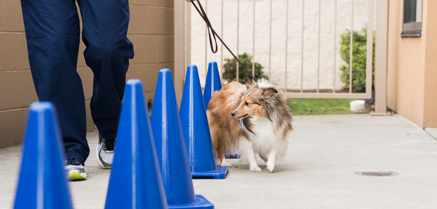 SOUND Veterinary Rehabilitation Center | Seattle Pet Rehab