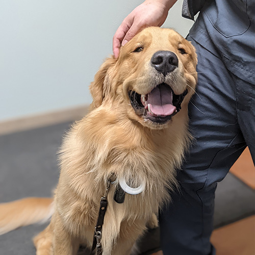 SOUND Veterinary Rehabilitation Center | Seattle Pet Rehab