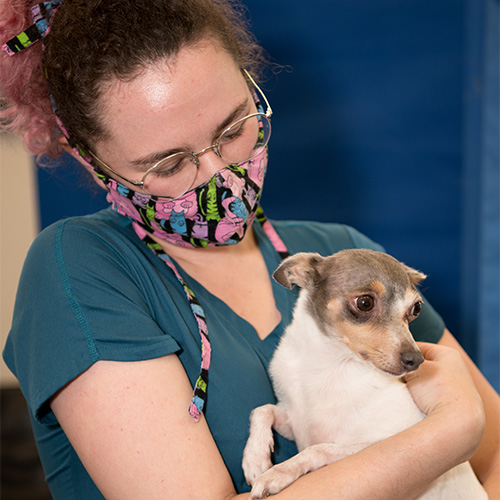 About Us | SOUND Veterinary Rehabilitation Center