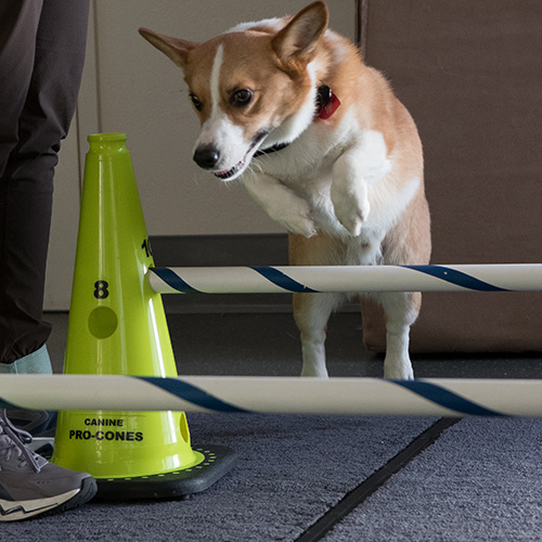 SOUND Veterinary Rehabilitation Center | Seattle Pet Rehab