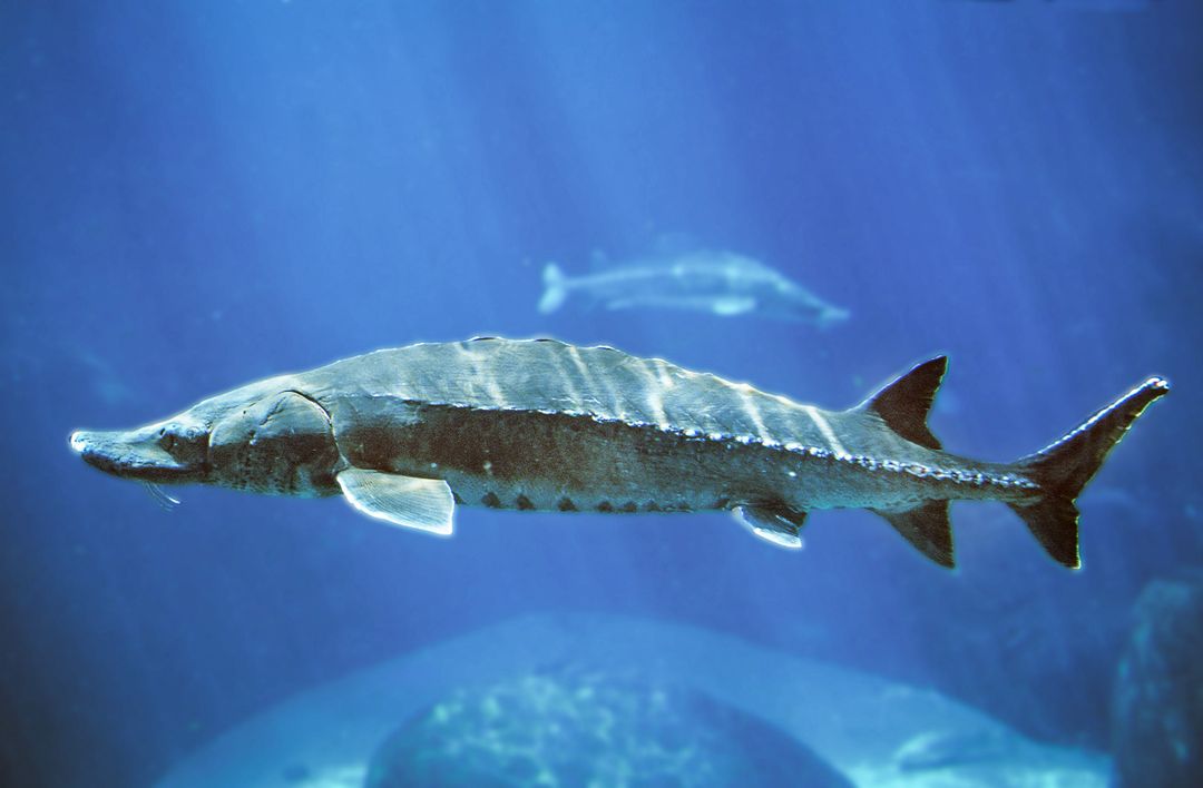 Natel Energy | High-Performance, Fish-Safe Hydropower Design