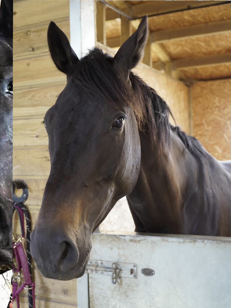 Stratton Field Livery Stables