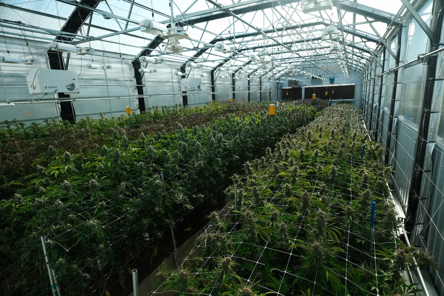 Best Montana Cannabis Dispensary | Collective Elevation