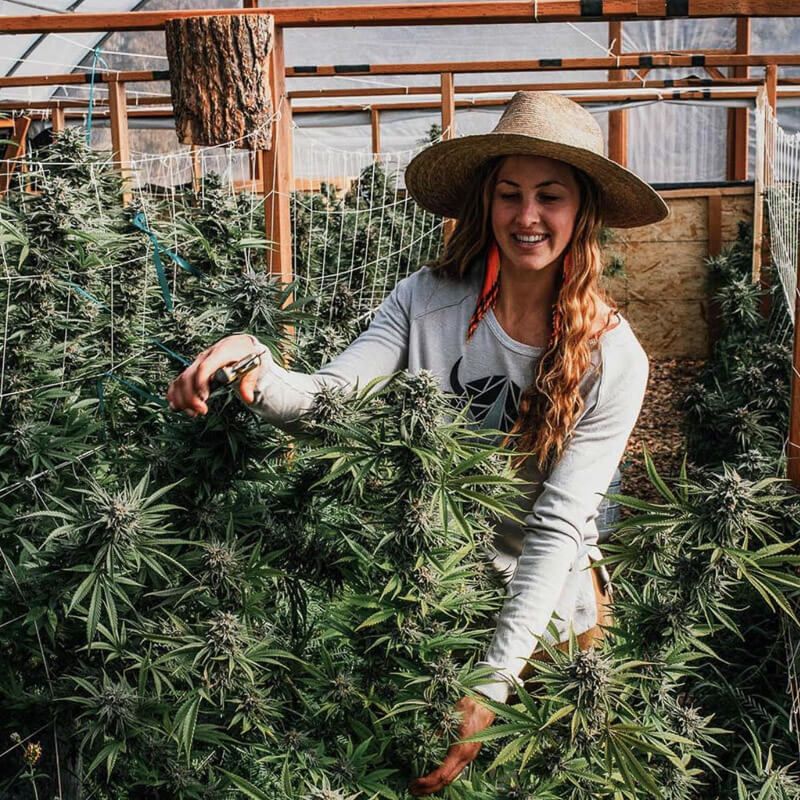 Meet Our Passionate Cannabis Experts | Collective Elevation