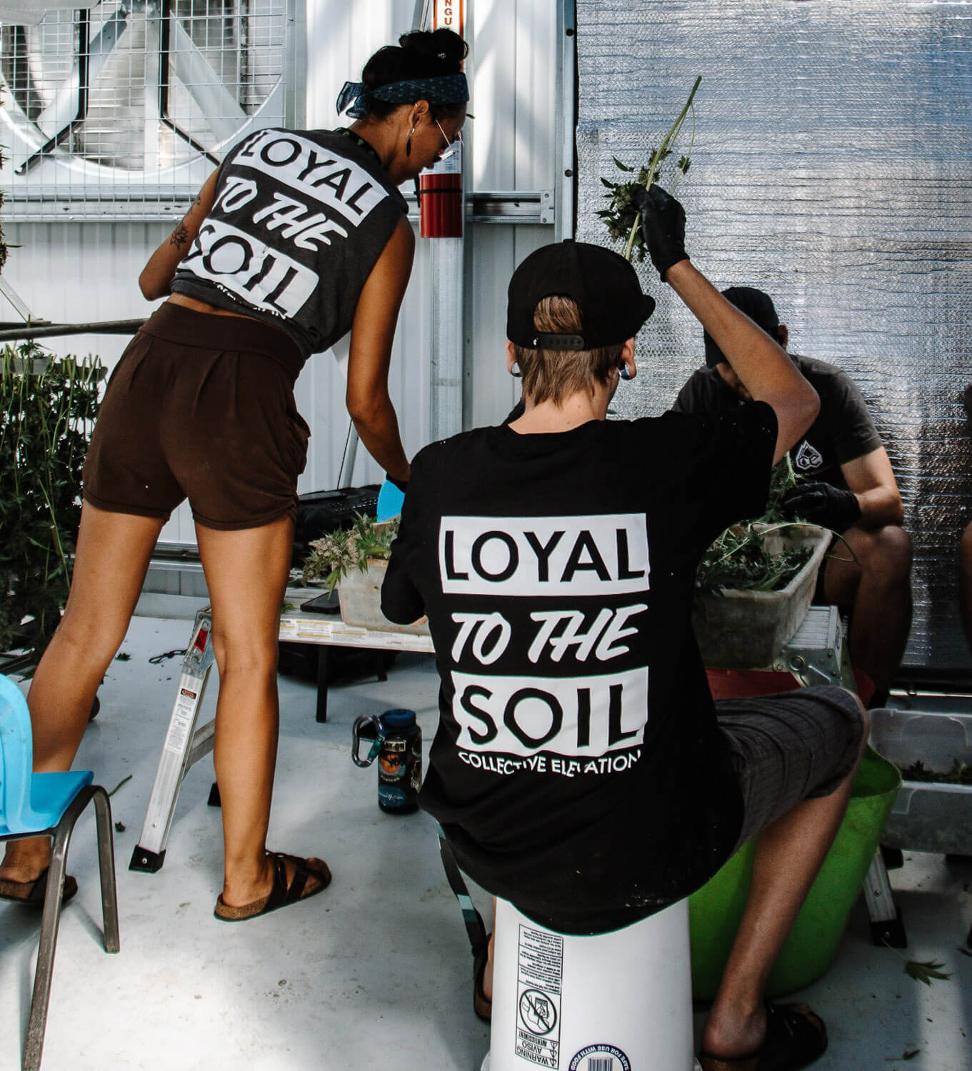 Meet Our Passionate Cannabis Experts | Collective Elevation