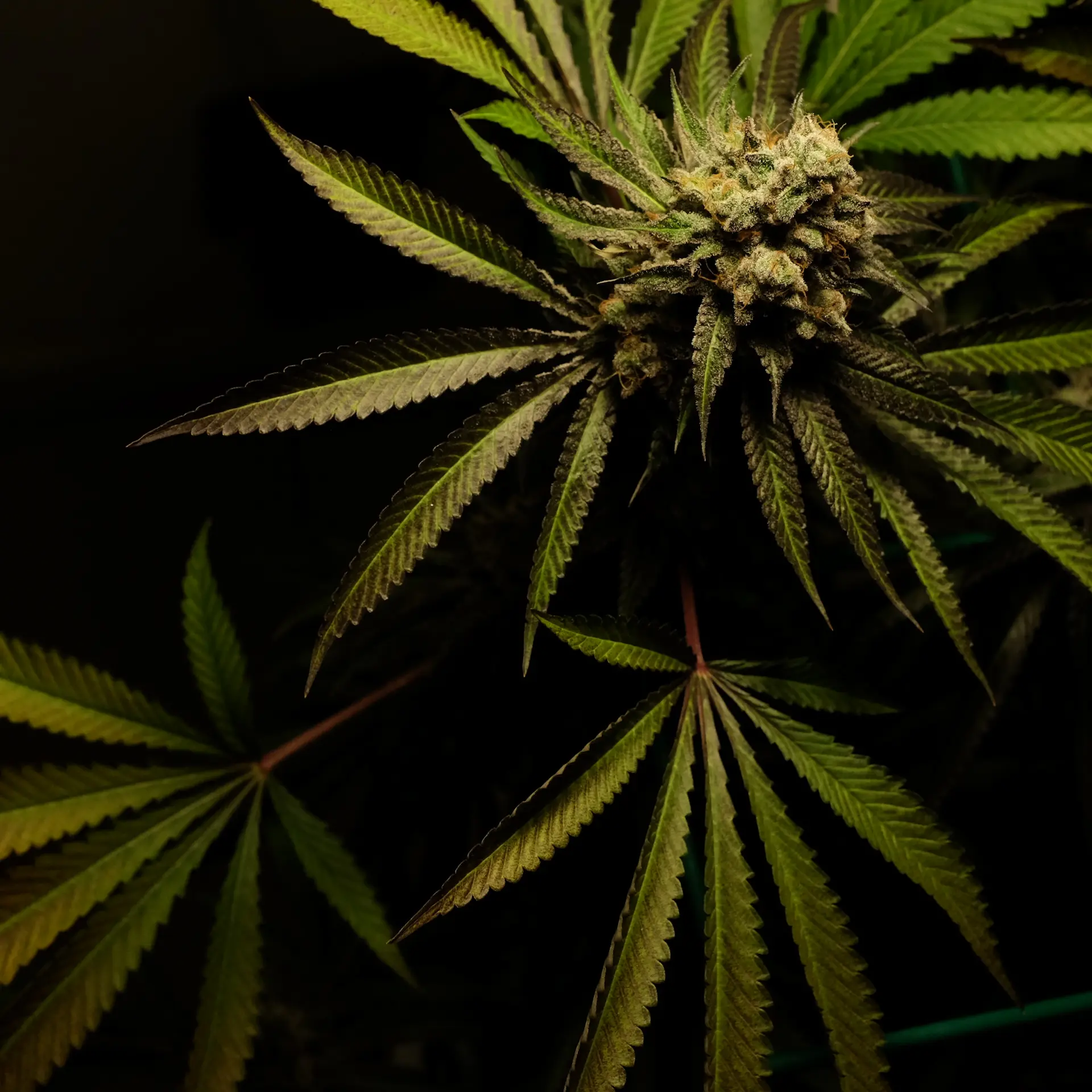The Best Wholesale Cannabis in Montana | Collective Elevation