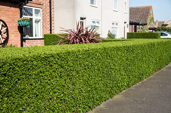 North Shore Hedge Trimming Specialists | Zones Landscaping