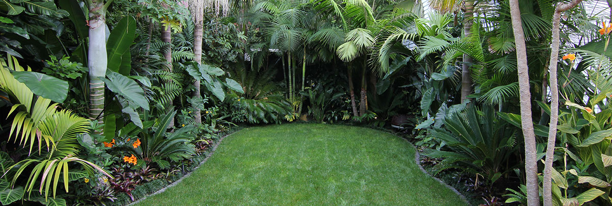 From dream to reality: An urban subtropical garden. | Article