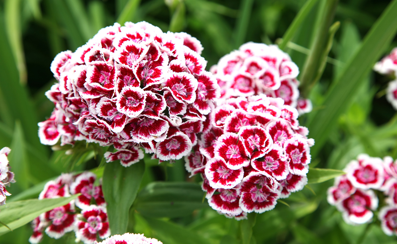 Colonial revival style gardens | Article