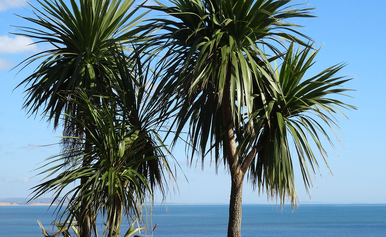 Creating a sanctuary with native plants | Article