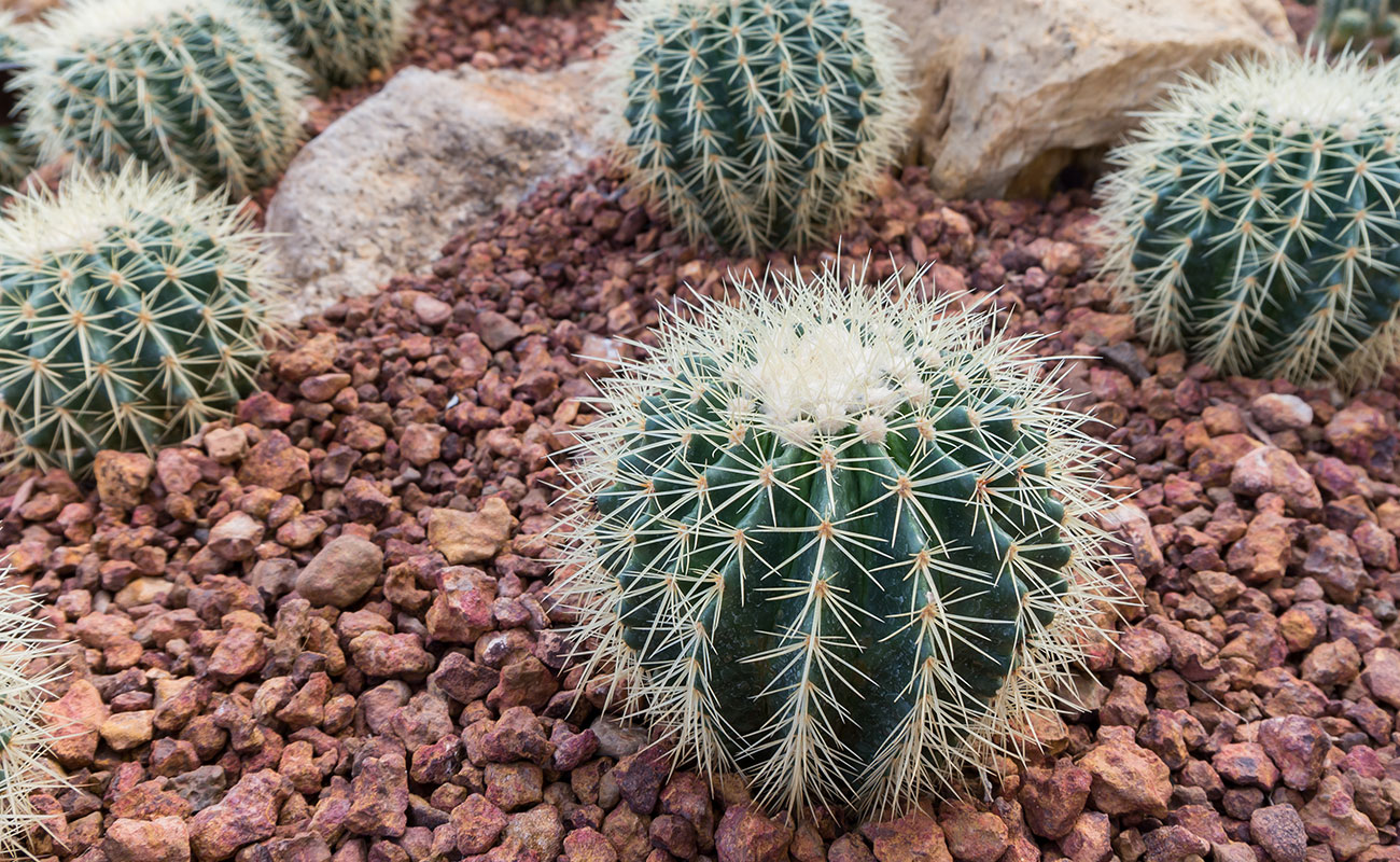 Desert style gardens | Article