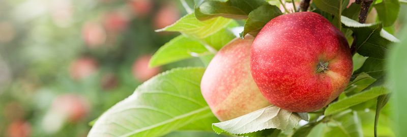 Apple tree planting and care guide | Article