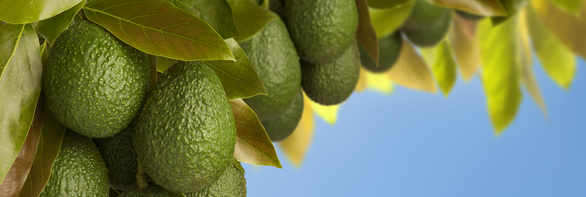 How to grow your own Avocado Trees at home | Article