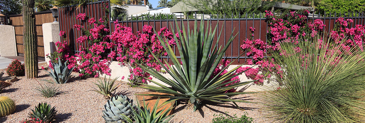 Desert style gardens | Article