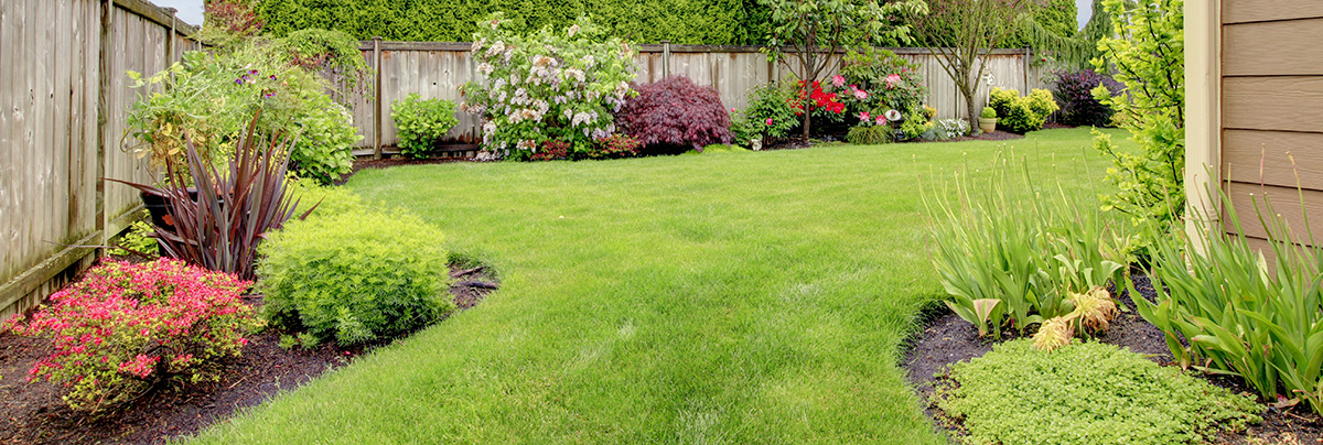 Essential steps for creating a perfect lawn | Article