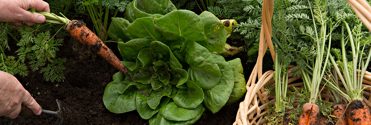 How to use companion planting in a garden | Article