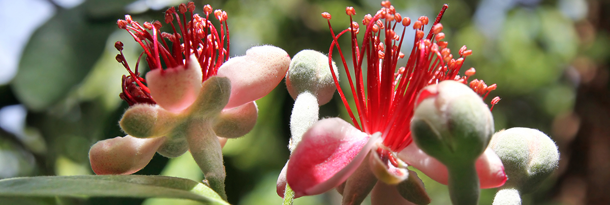 Feijoa tree planting and care instructions | Article