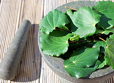 Kawakawa planting and care instructions | Article