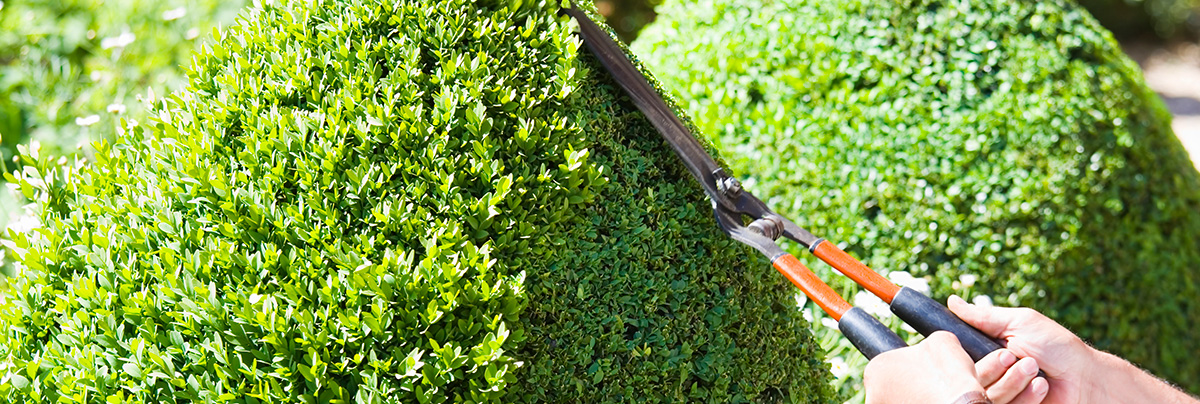 The art of topiary | Article