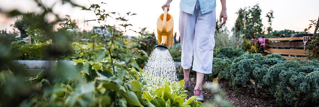 The Ultimate Guide to watering your garden | Article