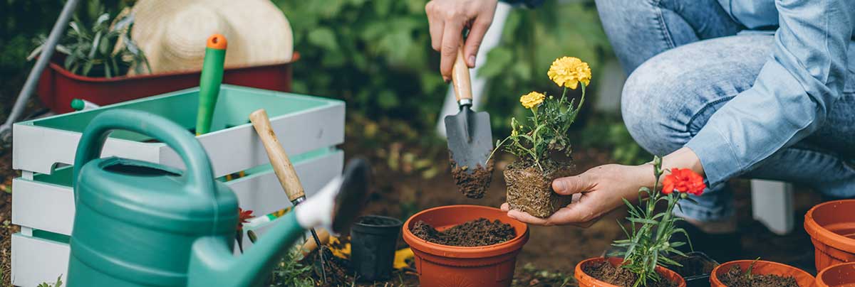 The ultimate gardening guide | Article