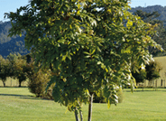 Titoki Tree Planting and care instructions | Article