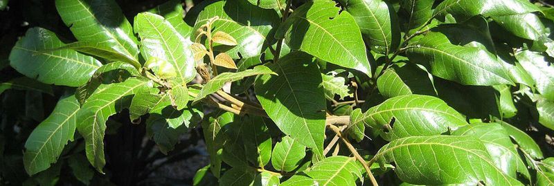 Titoki Tree Planting and care instructions | Article