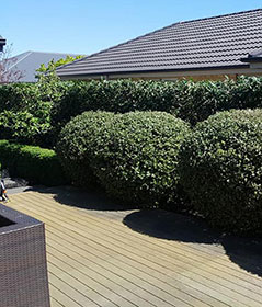 Trimming work in Canterbury | Project