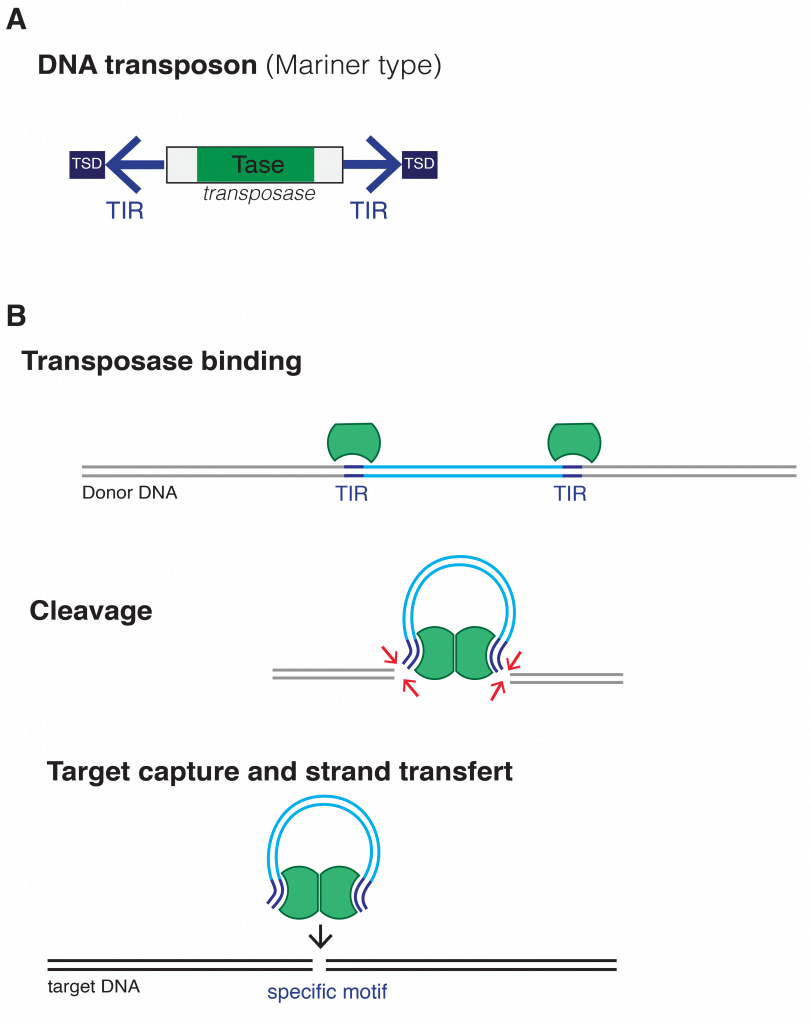 CRISPR gets a transposon upgrade - SynBioBeta