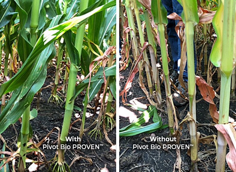 Why Pivot Bio’s new field data is a boon for sustainable agriculture ...